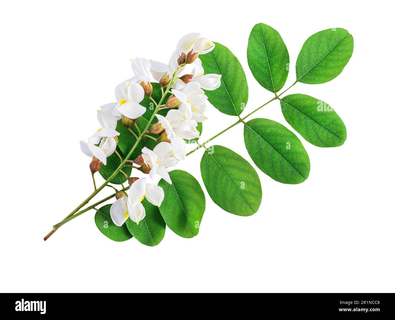 Branch acacia leaves flowers Cut Out Stock Images & Pictures - Alamy