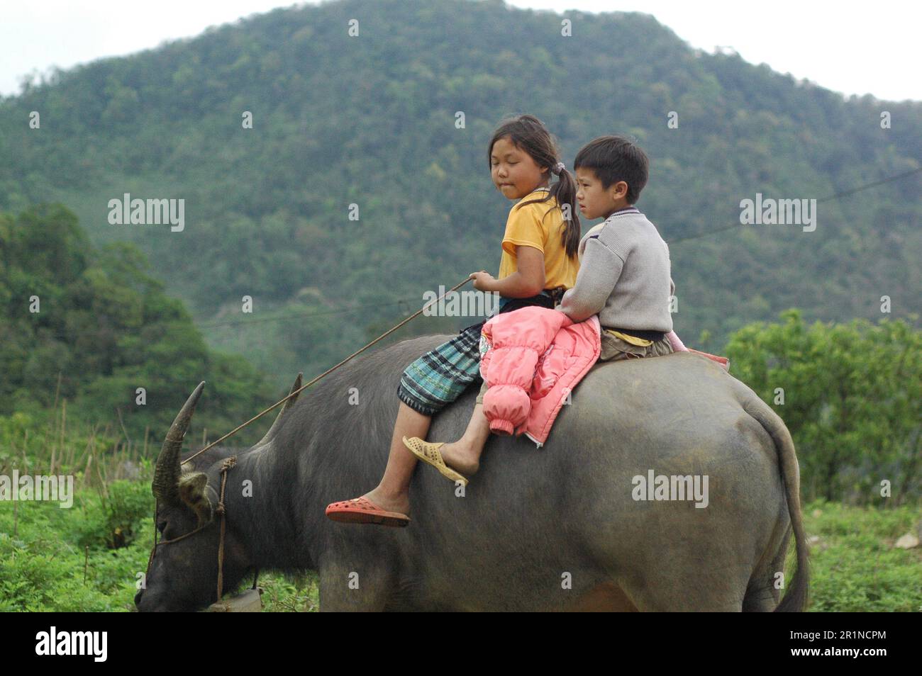 Children riding buffalo. Asia Countryside Stock Photo - Alamy