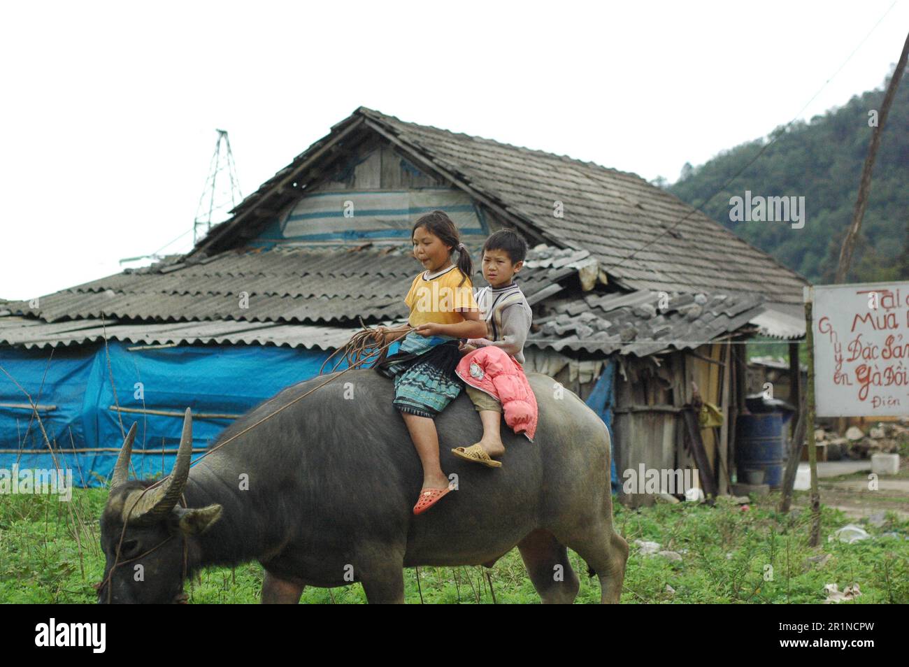 Children riding buffalo. Asia Countryside Stock Photo - Alamy