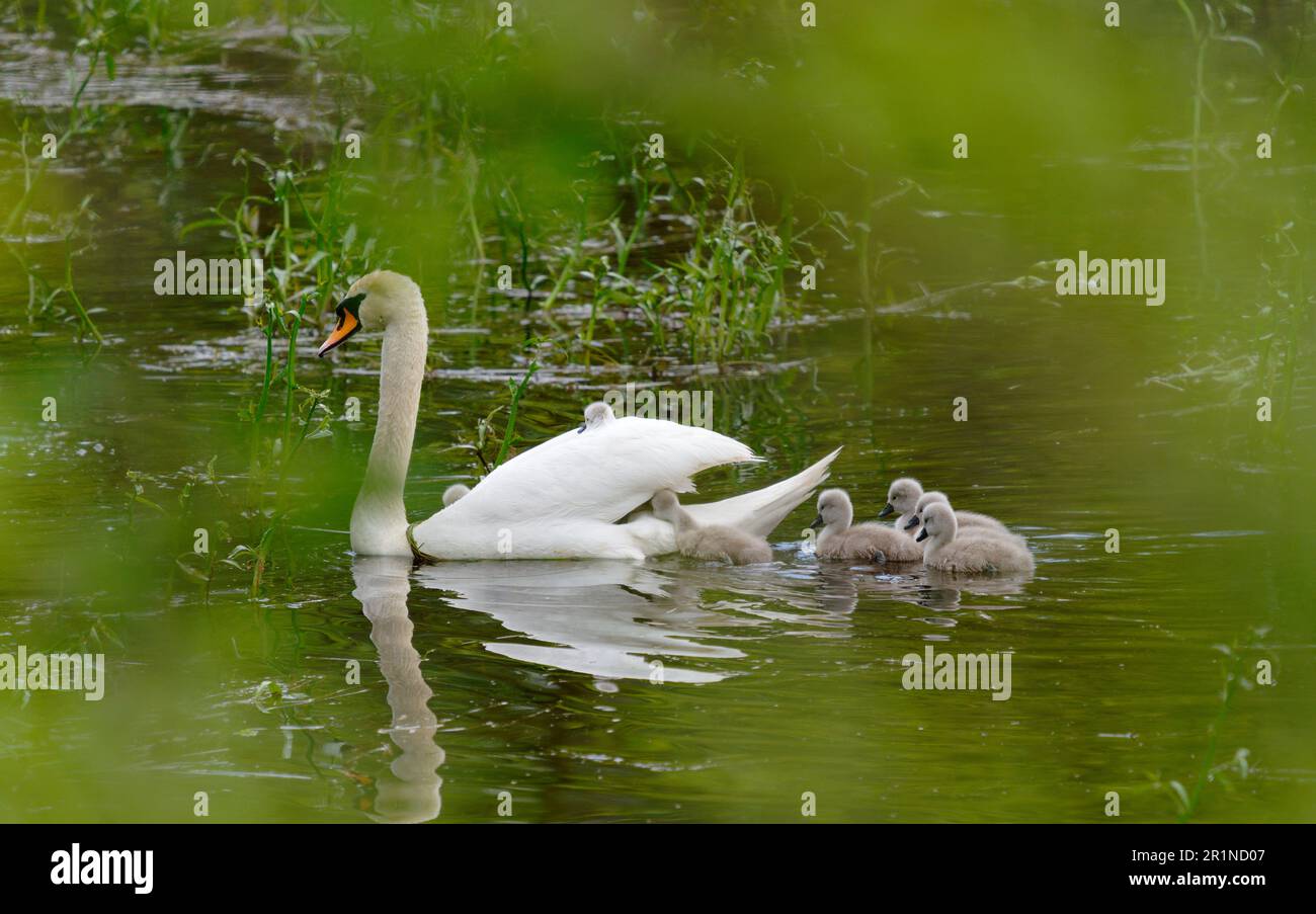 Close up of a swan family with chicks Stock Photo - Alamy