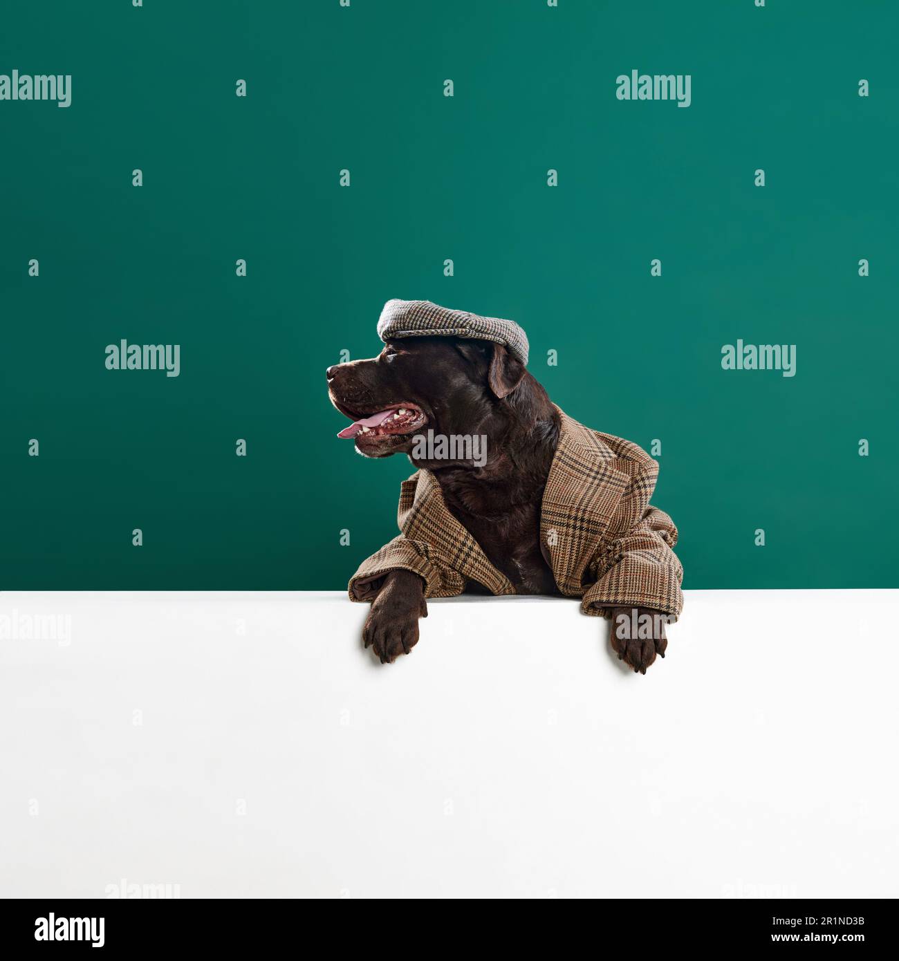 Chocolate colored, beautiful labrador in retro jacket and cap posing ...