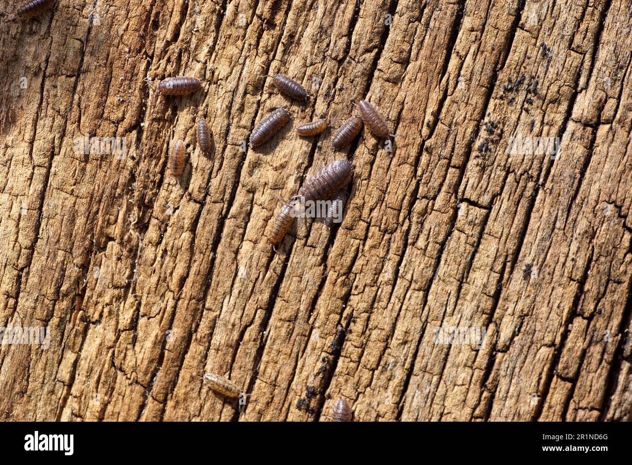 Common rough woodlice, rough woodlouse (Porcellio scaber), family ...