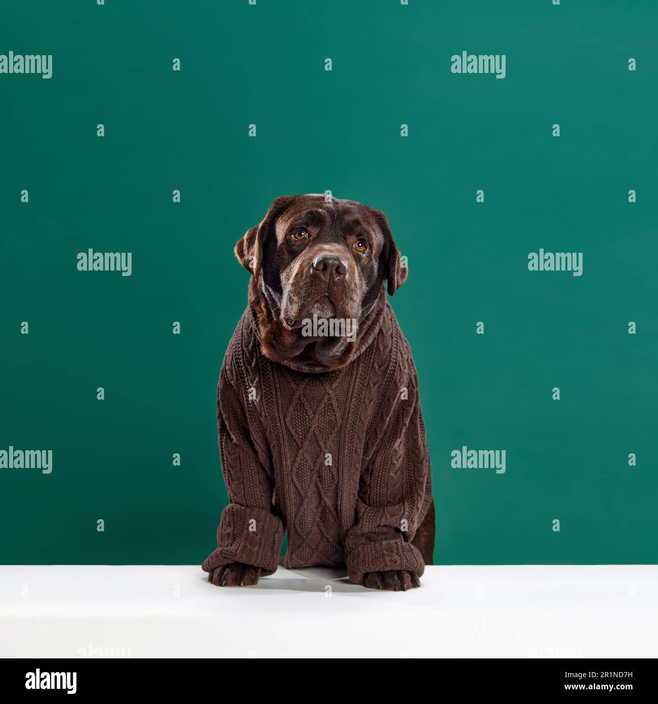 Beautiful, chocolate color labrador in knitted brown sweater sitting ...