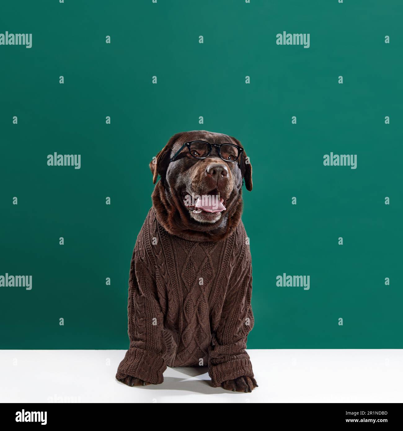 Beautiful, smart, chocolate color labrador in knitted brown sweater and ...