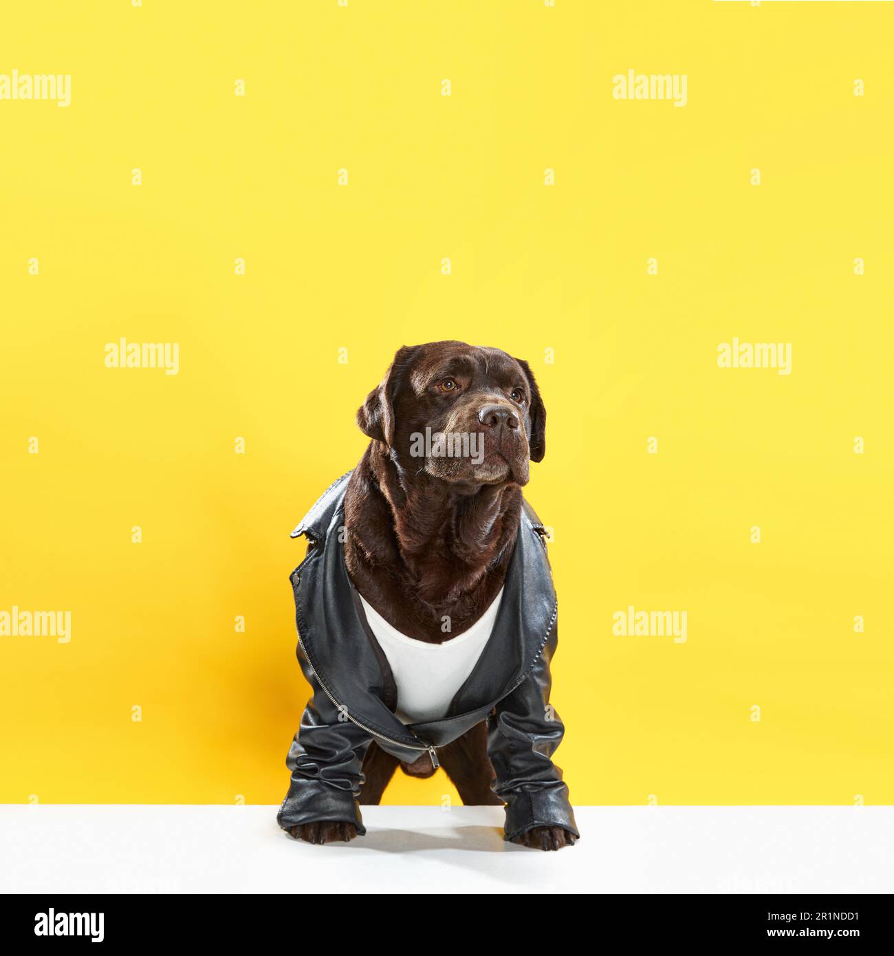 Image of beautiful, purebred chocolate color labrador wearing human ...