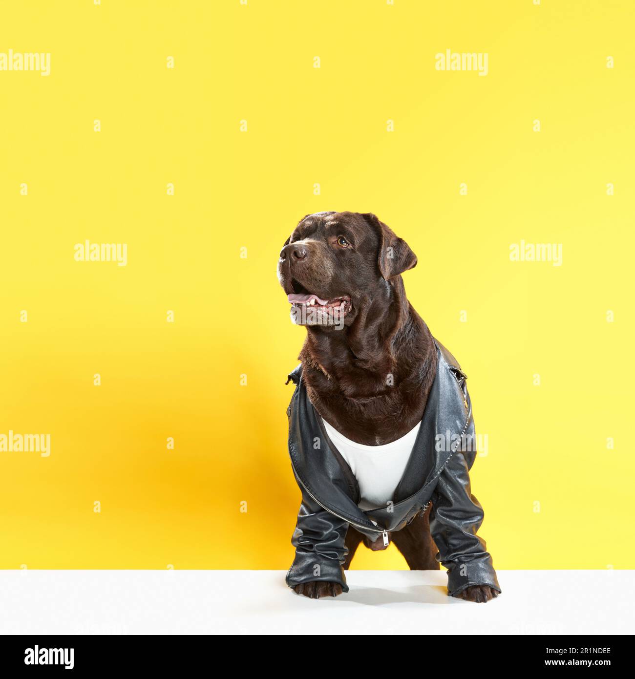 Dog hip labrador hi-res stock photography and images - Alamy