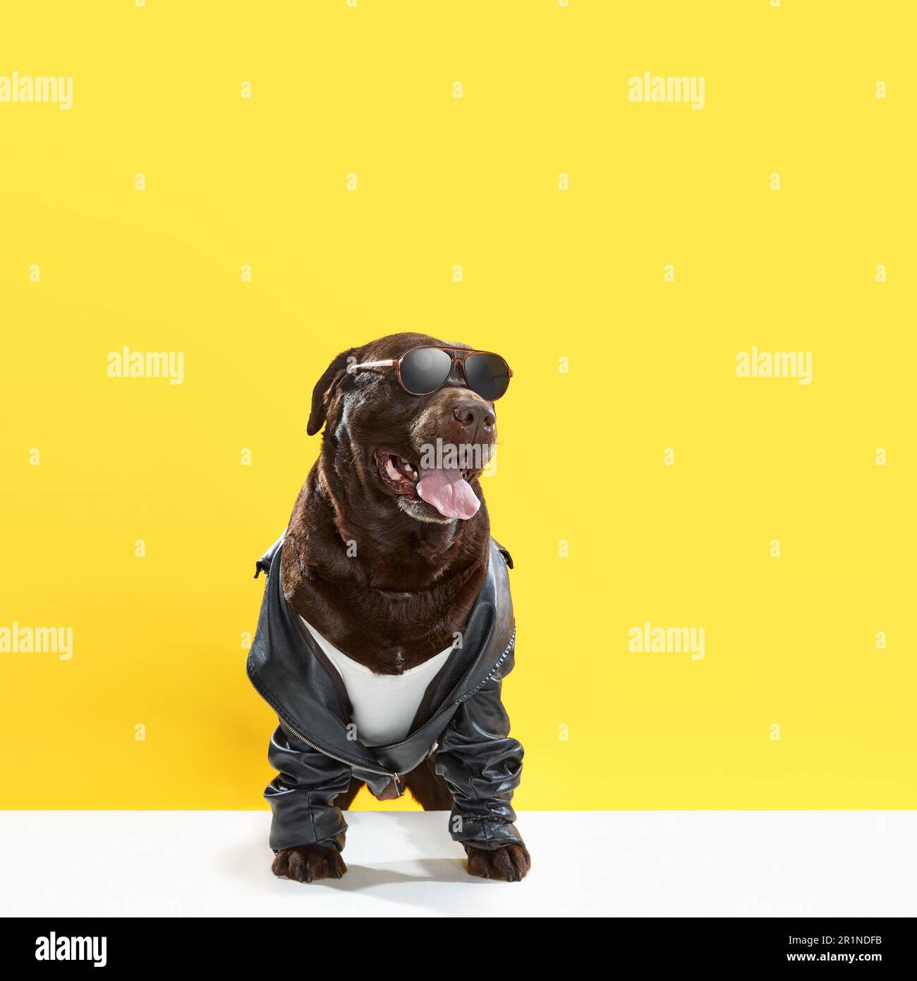 Image of stylish, beautiful, purebred chocolate color labrador wearing ...