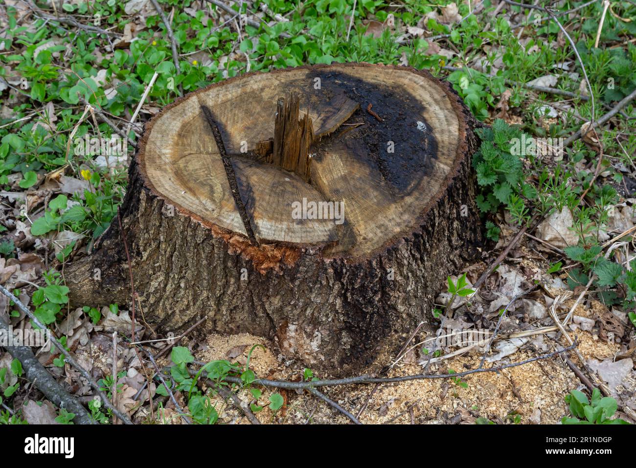 A tree stump in a spring forest, ecological problems associated with ...