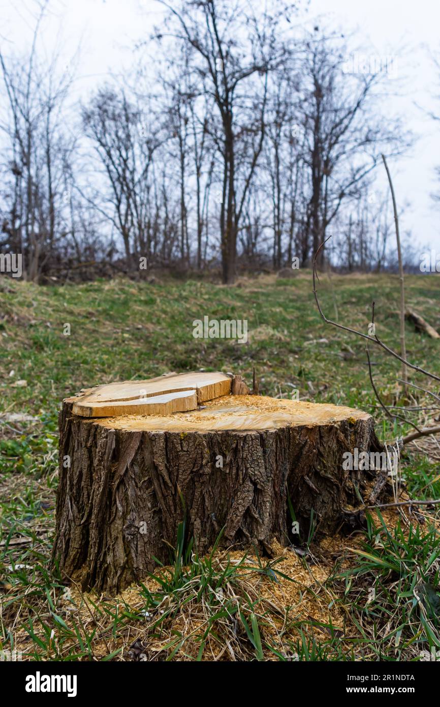A tree stump in a spring forest, ecological problems associated with ...