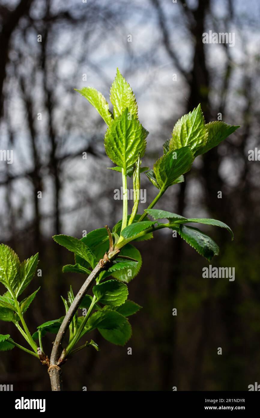 Big green buds branches. Young green leaves coming out from thick green ...