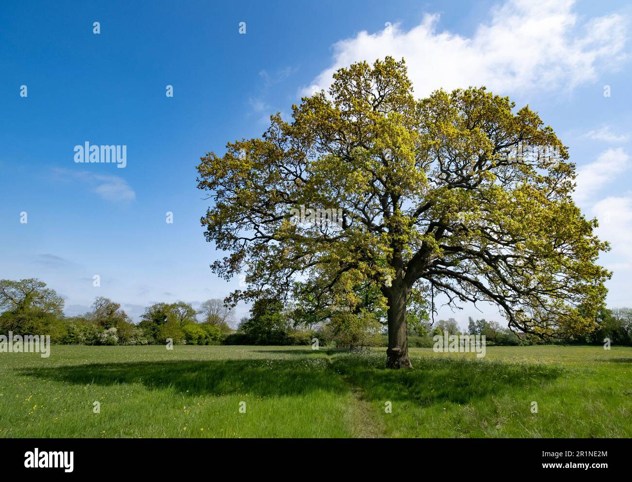 Giant oak tree hi-res stock photography and images - Alamy