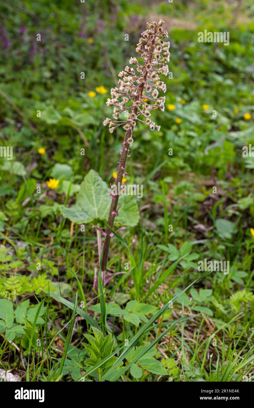 Inflorescences of butterbur, pestilence wort, Petasites hybridus ...