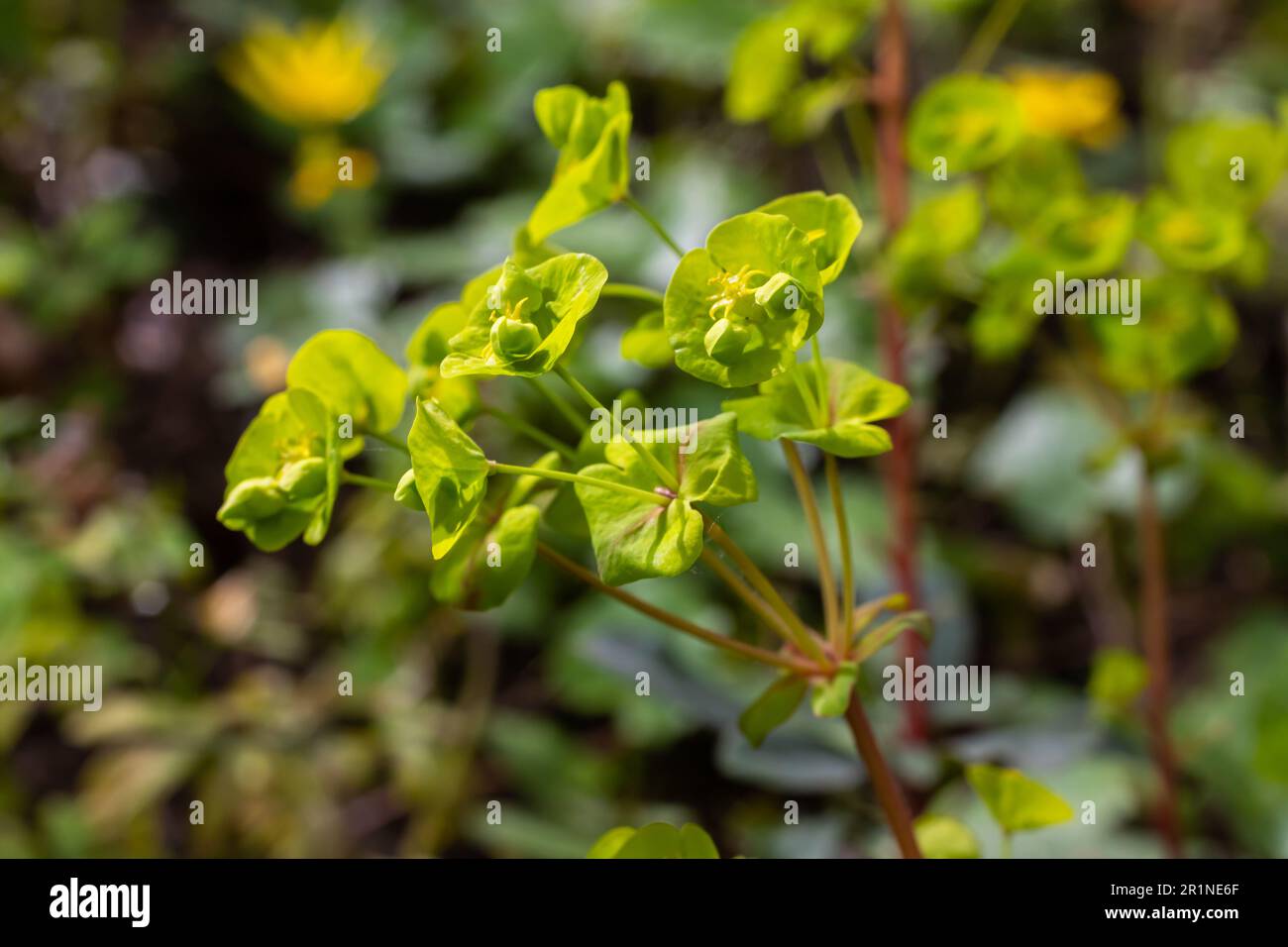 Close up of the yellow flowers of Cypress spurge Euphorbia cyparissias ...
