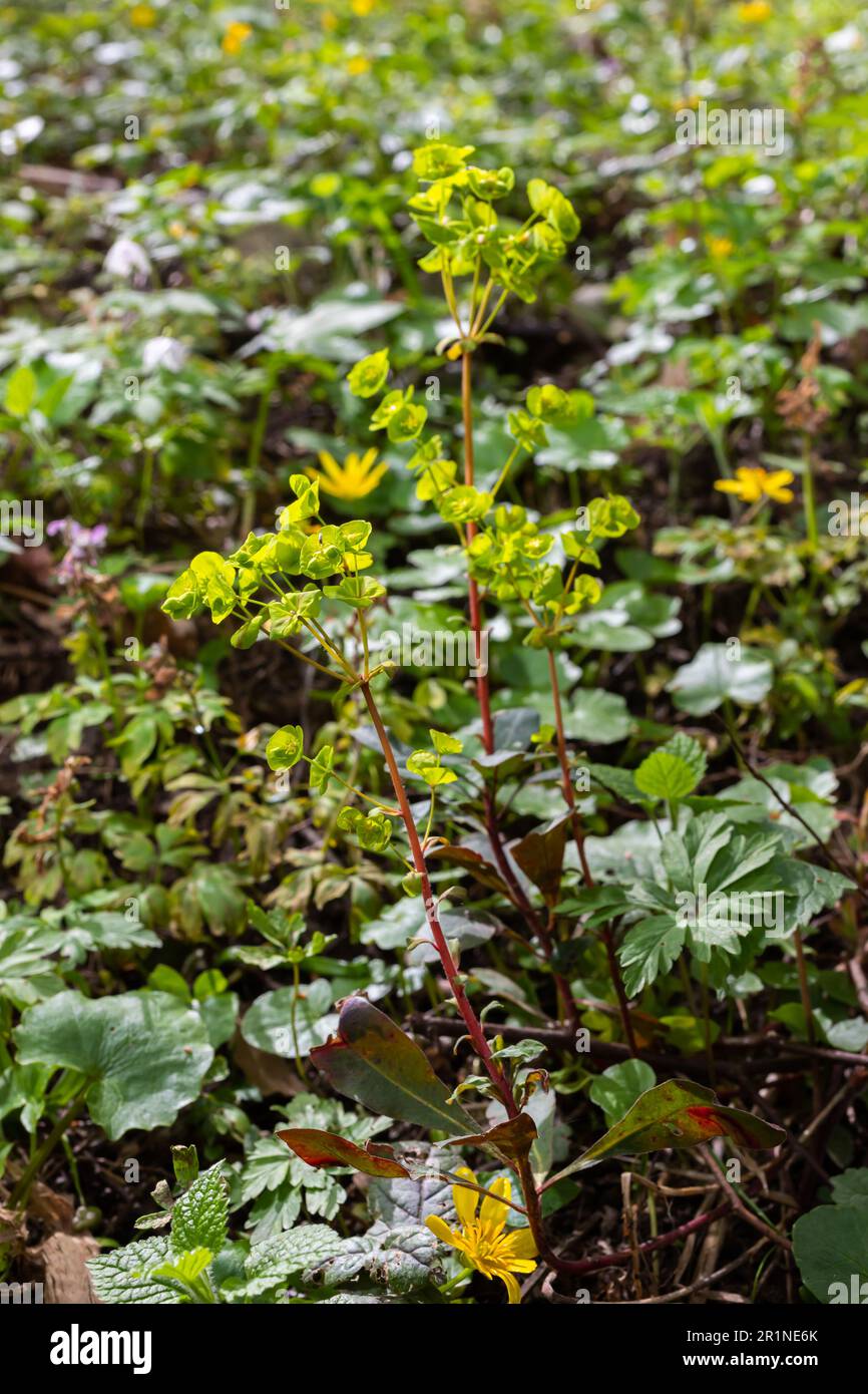 Close up of the yellow flowers of Cypress spurge Euphorbia cyparissias ...