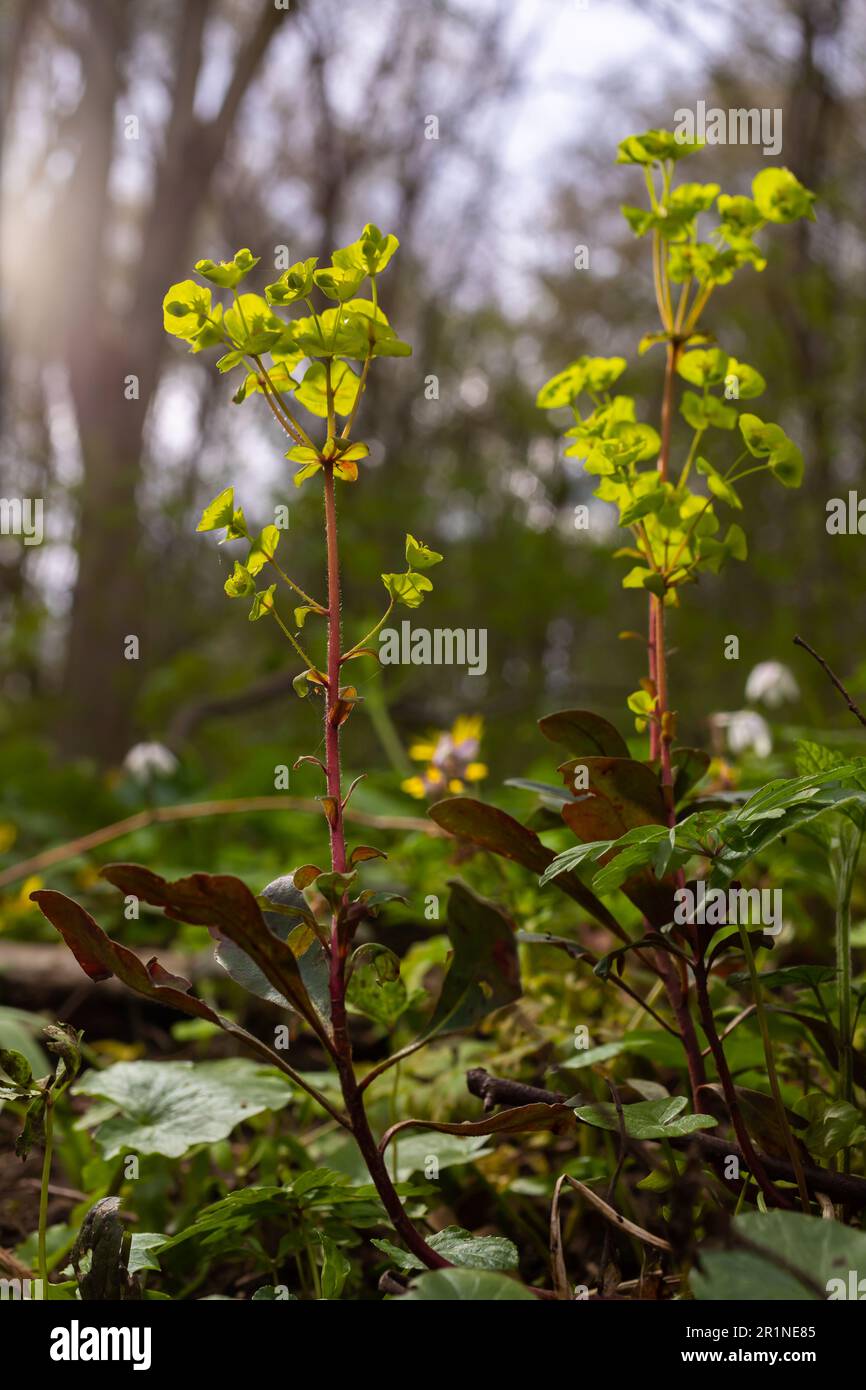 Close up of the yellow flowers of Cypress spurge Euphorbia cyparissias ...