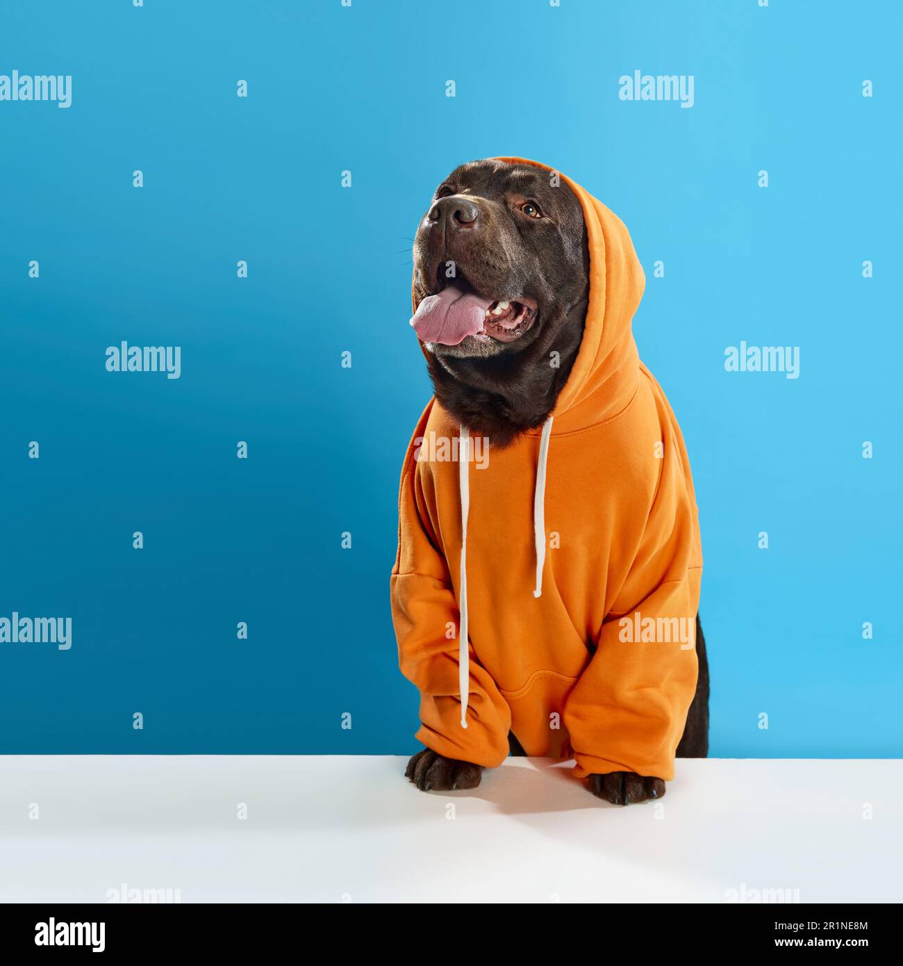 Beautiful, purebred, chocolate colored dog, labrador wearing orange ...