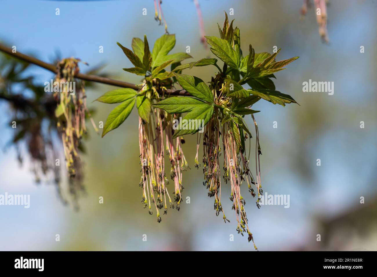 The ash-leaved maple Acer negundo flowers in early spring, sunny day ...