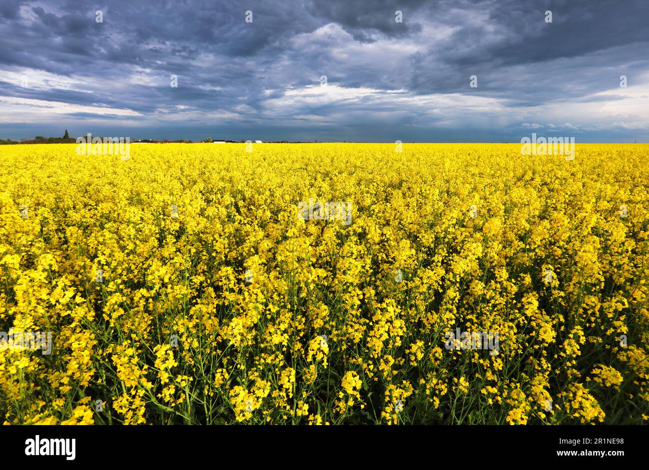 Yellow rape field with dark clouds, agriculture of Erurope Stock Photo ...