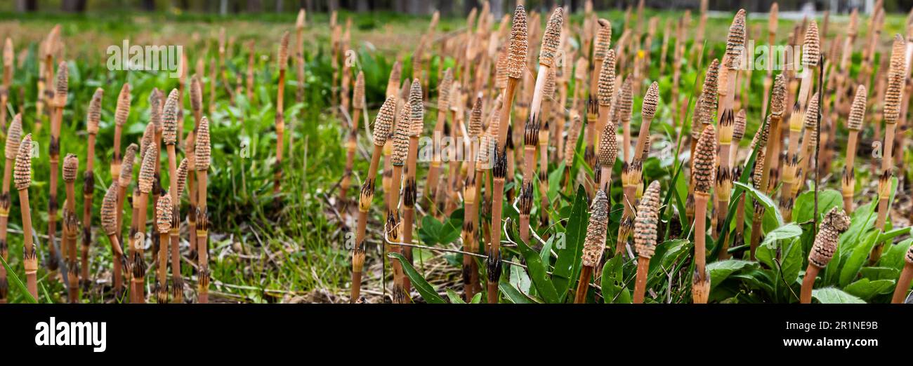 Equisetum arvense, the field horsetail or common horsetail, is an ...