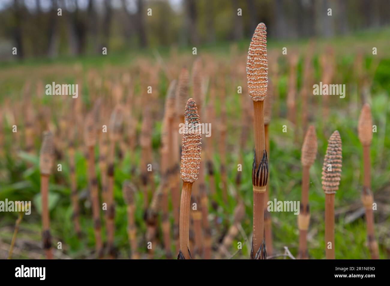 Equisetum arvense, the field horsetail or common horsetail, is an ...