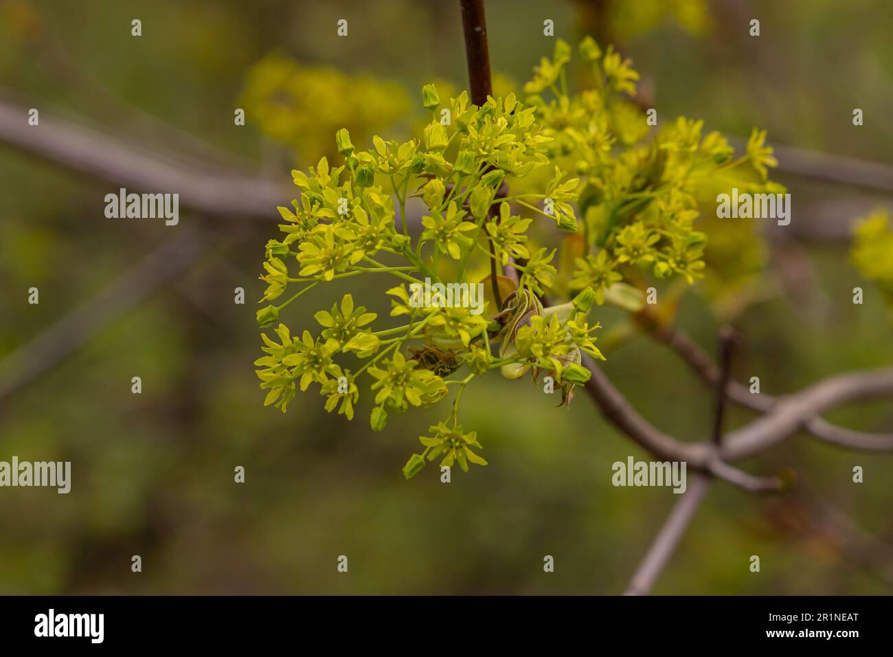 The maple Acer platanoides blooms before the leaves bloom. Yellow ...