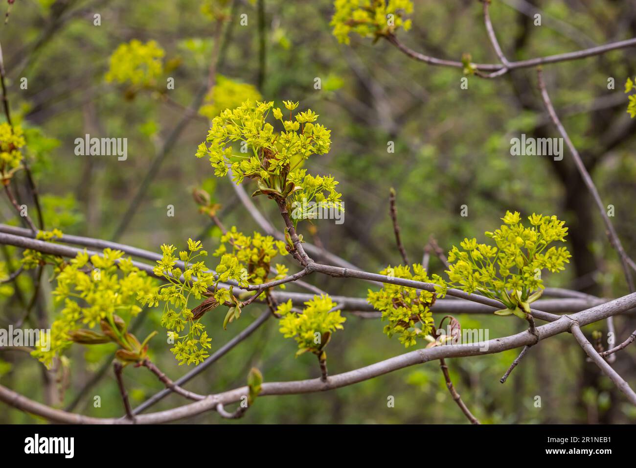 The maple Acer platanoides blooms before the leaves bloom. Yellow ...