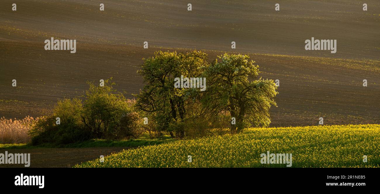 Panoramic view of green,organic farmland dotted with spit of land ...