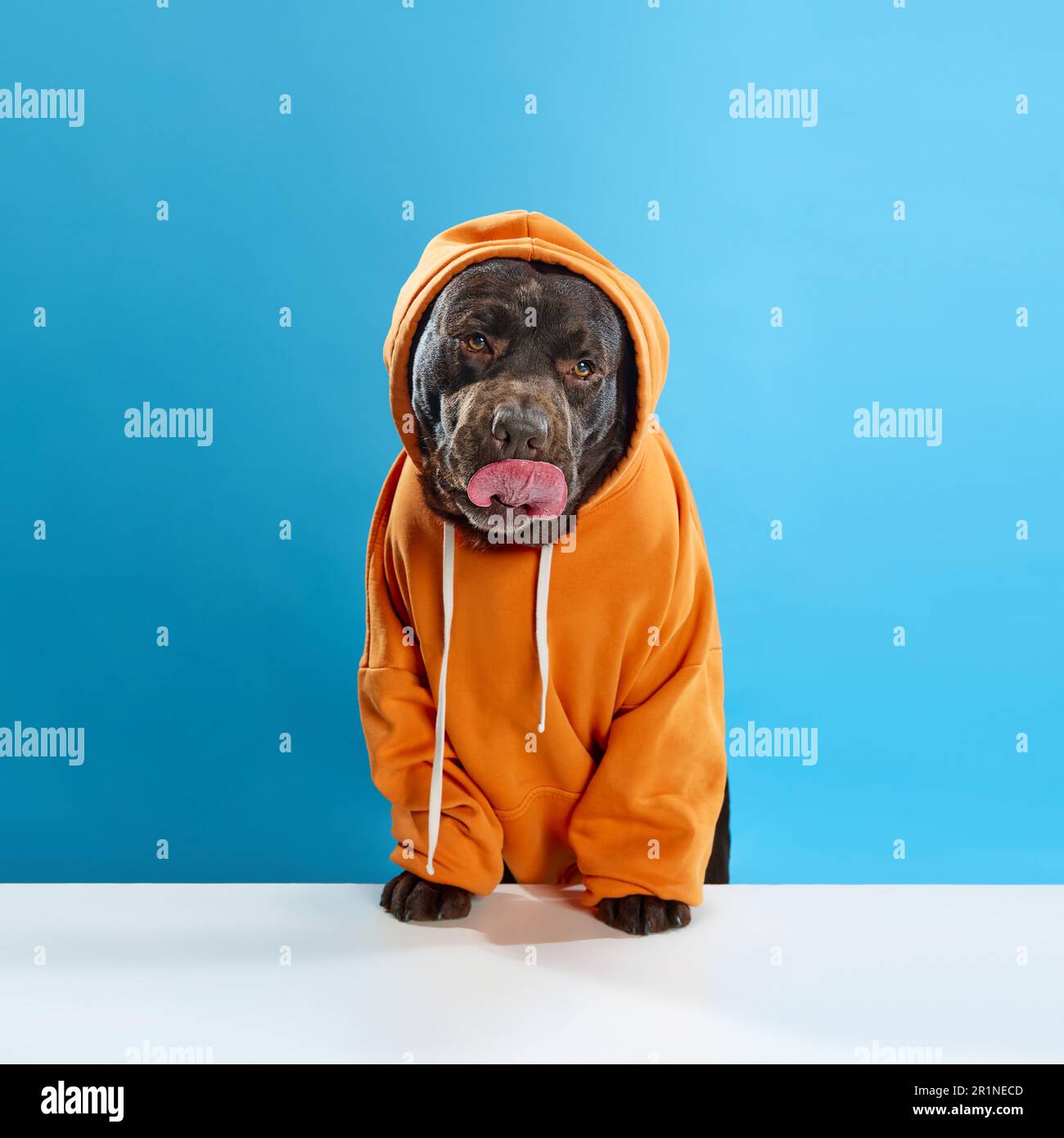 Beautiful, purebred, chocolate colored dog, labrador wearing orange ...