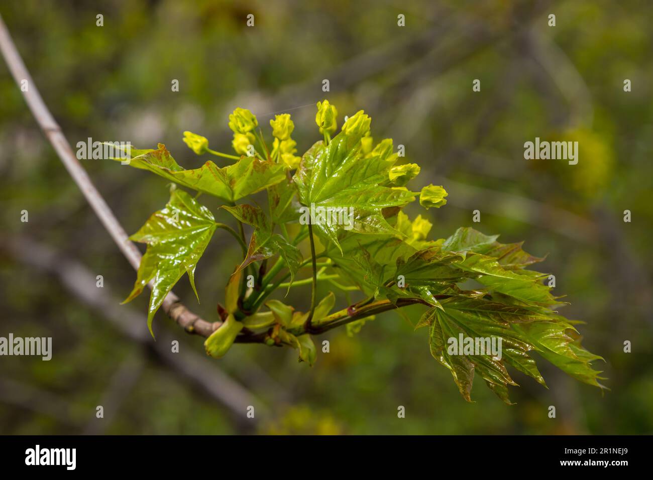The maple Acer platanoides blooms before the leaves bloom. Yellow ...