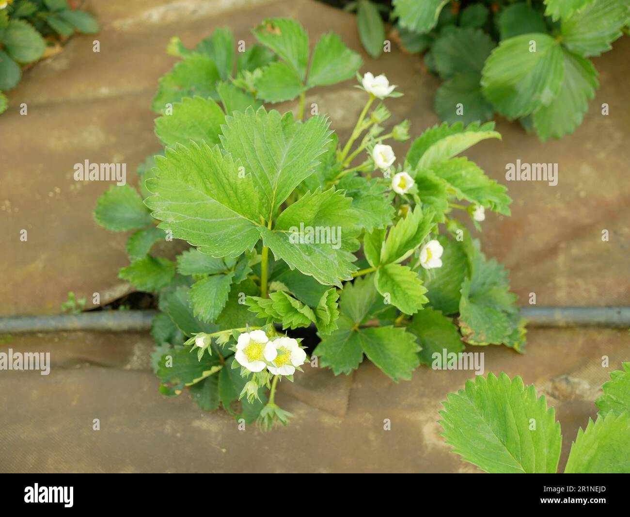 Strawberries field bio plantation white flowers blooming under mulch ...