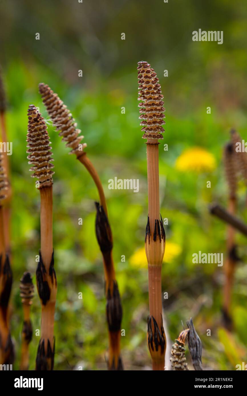 Equisetum arvense, the field horsetail or common horsetail, is an ...