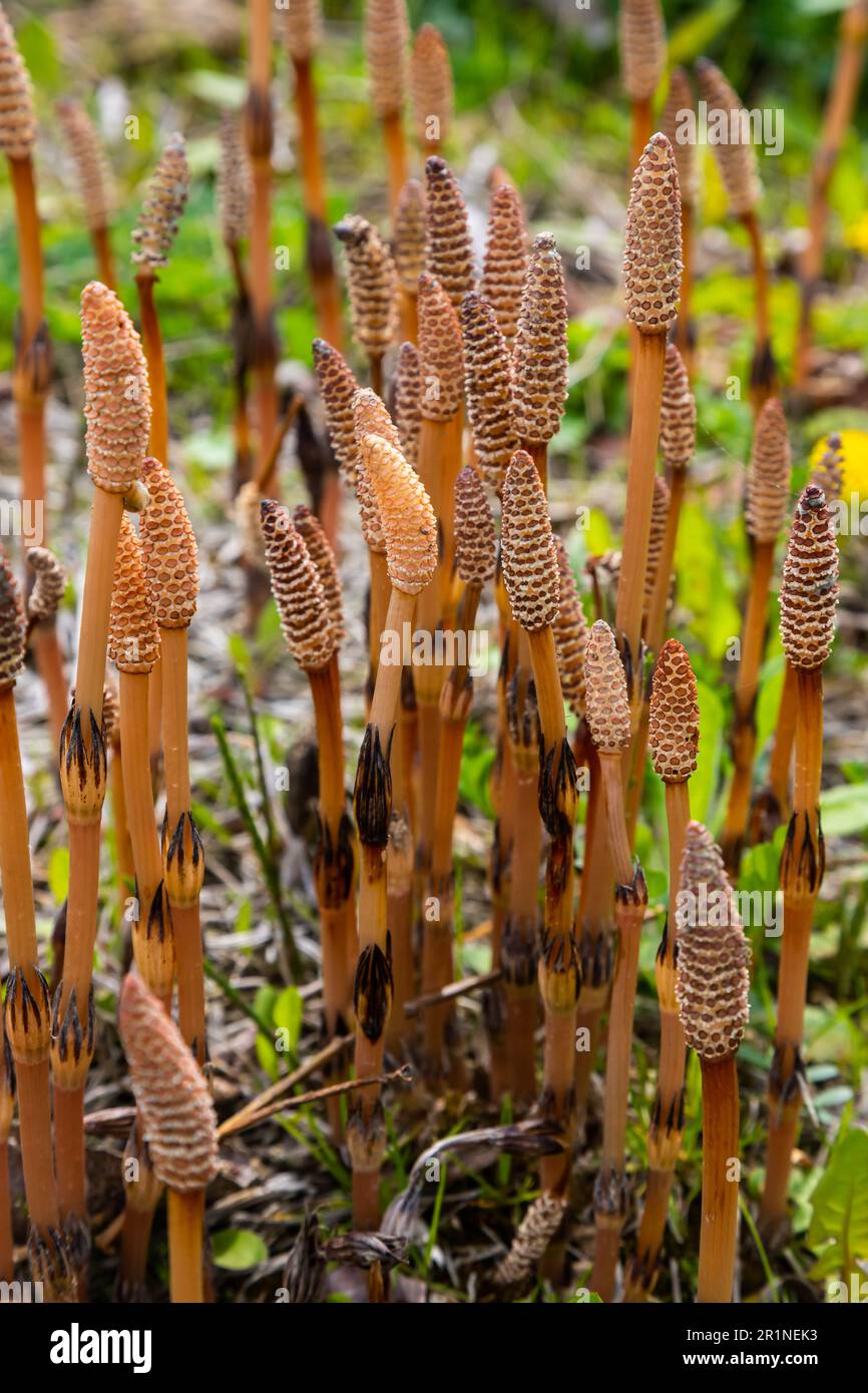 Equisetum arvense, the field horsetail or common horsetail, is an ...