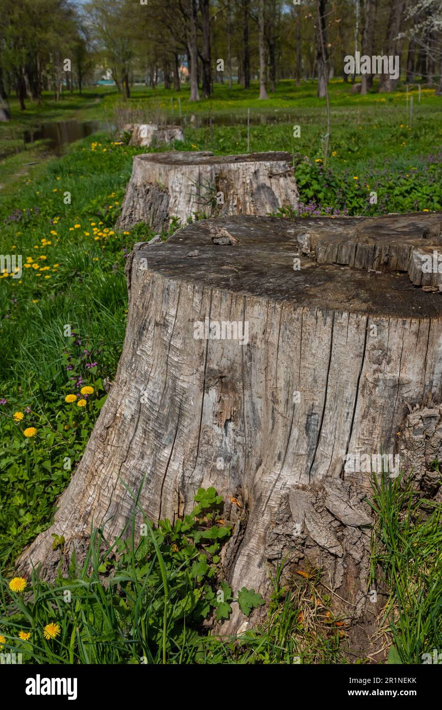 A tree stump in a spring forest, ecological problems associated with ...