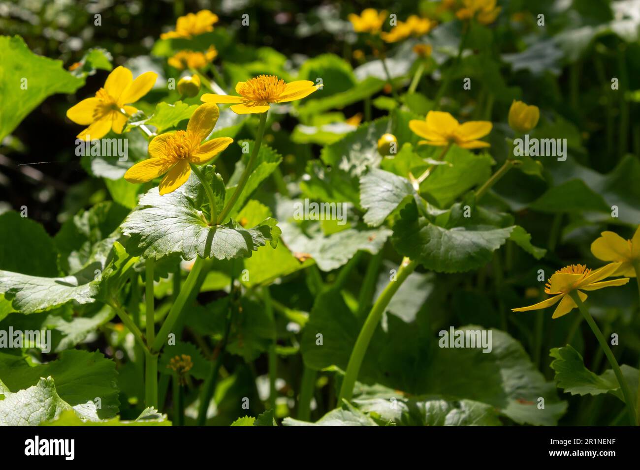 Caltha palustris, known as marsh-marigold and kingcup, is a small to ...
