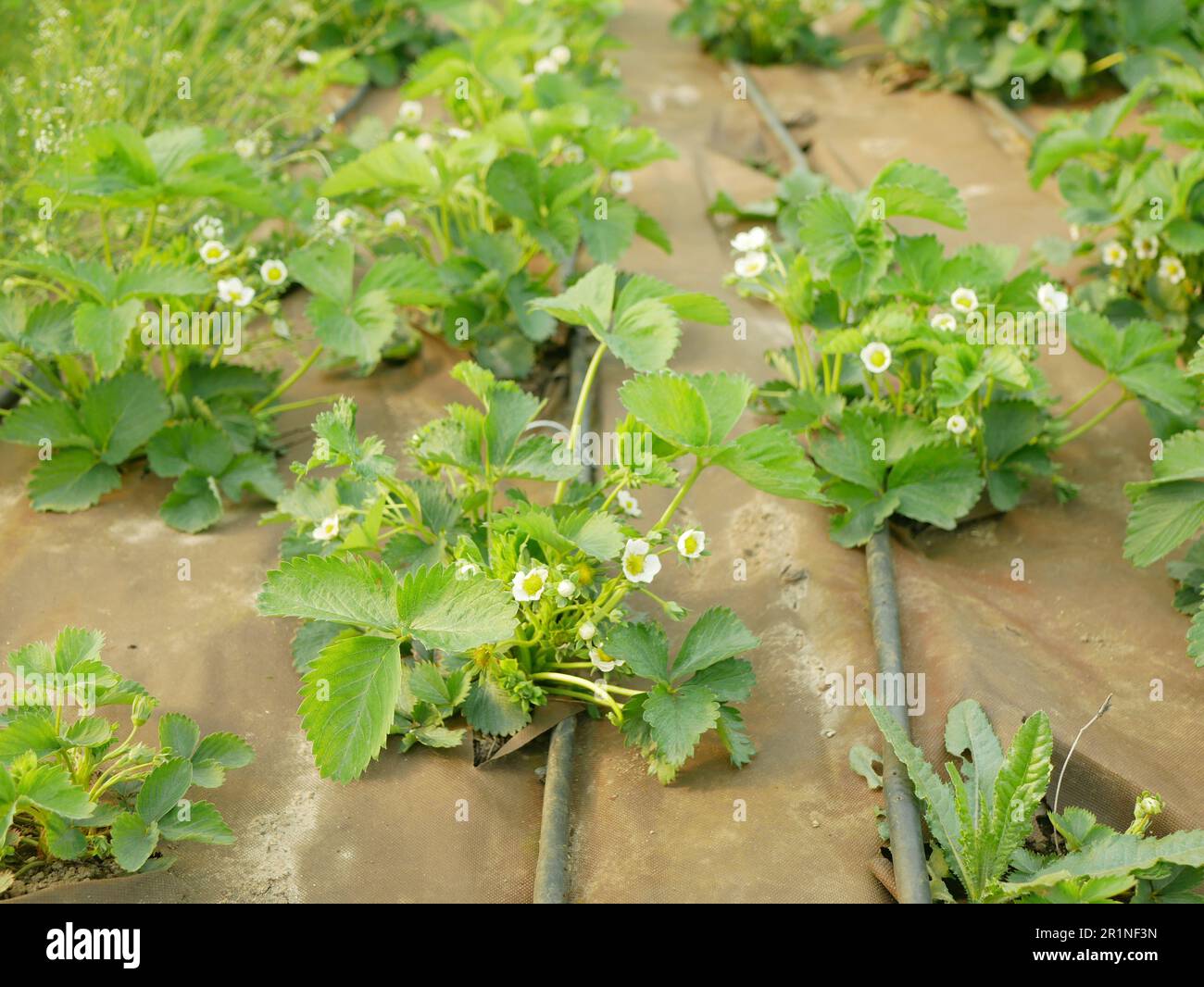Strawberries field bio plantation white flowers blooming under mulch ...