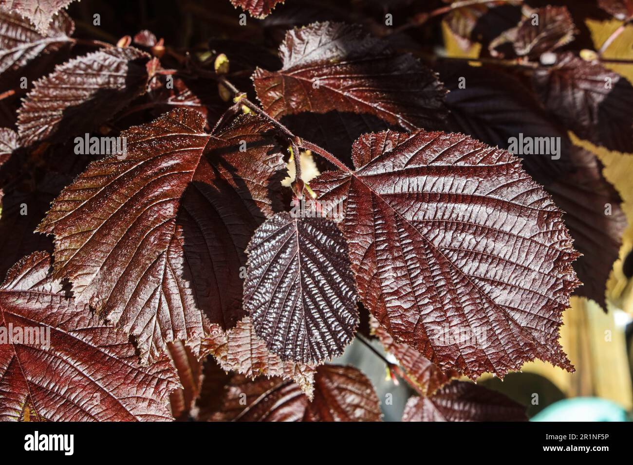 Beautiful rick red and purple leaves on a Purple Filbert Hazel tree in ...