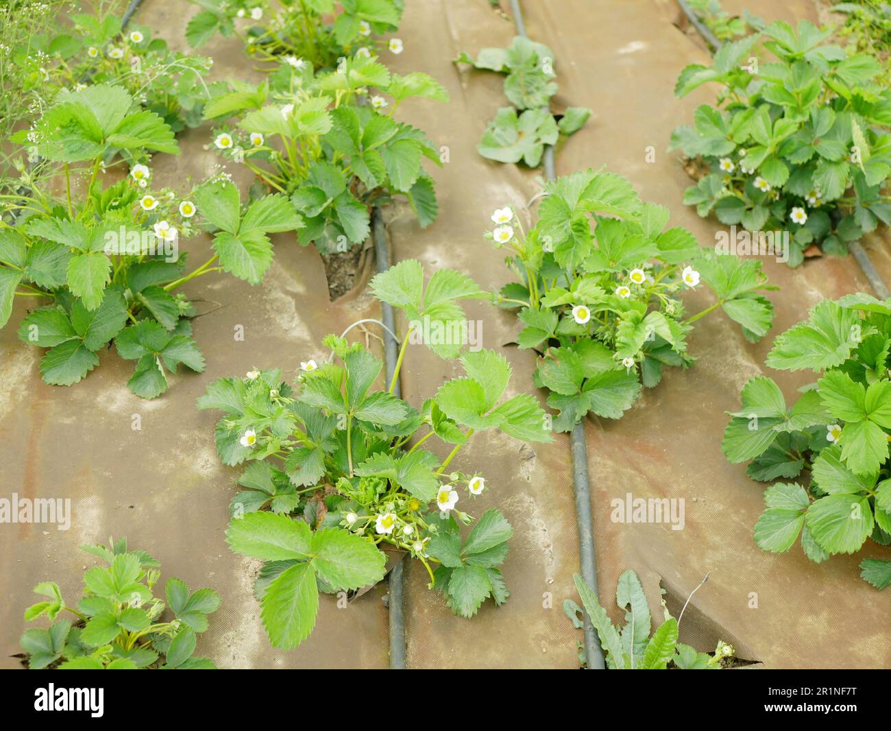 Strawberries field bio plantation white flowers blooming under mulch ...