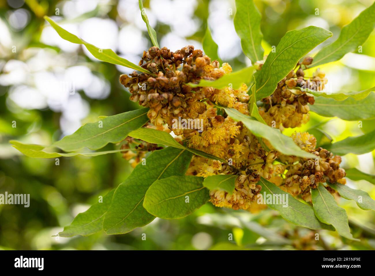 Bay laurel tree branch yellow hi-res stock photography and images - Alamy