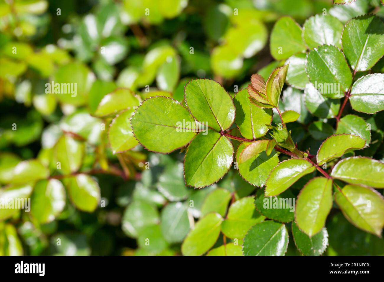 Young rose leaves. Background from green leaves of ornamental plant ...