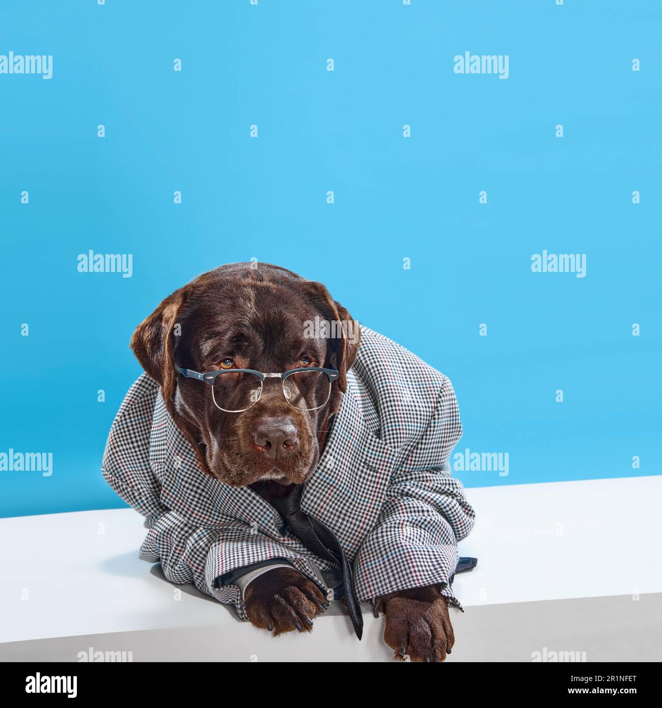 Chocolate colored dog, labrador wearing formal jacket, tie and glasses ...