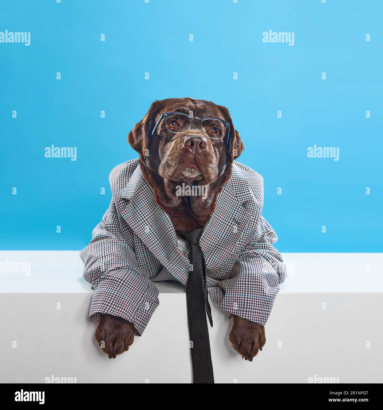 Chocolate colored dog, labrador wearing formal jacket, tie and glasses ...