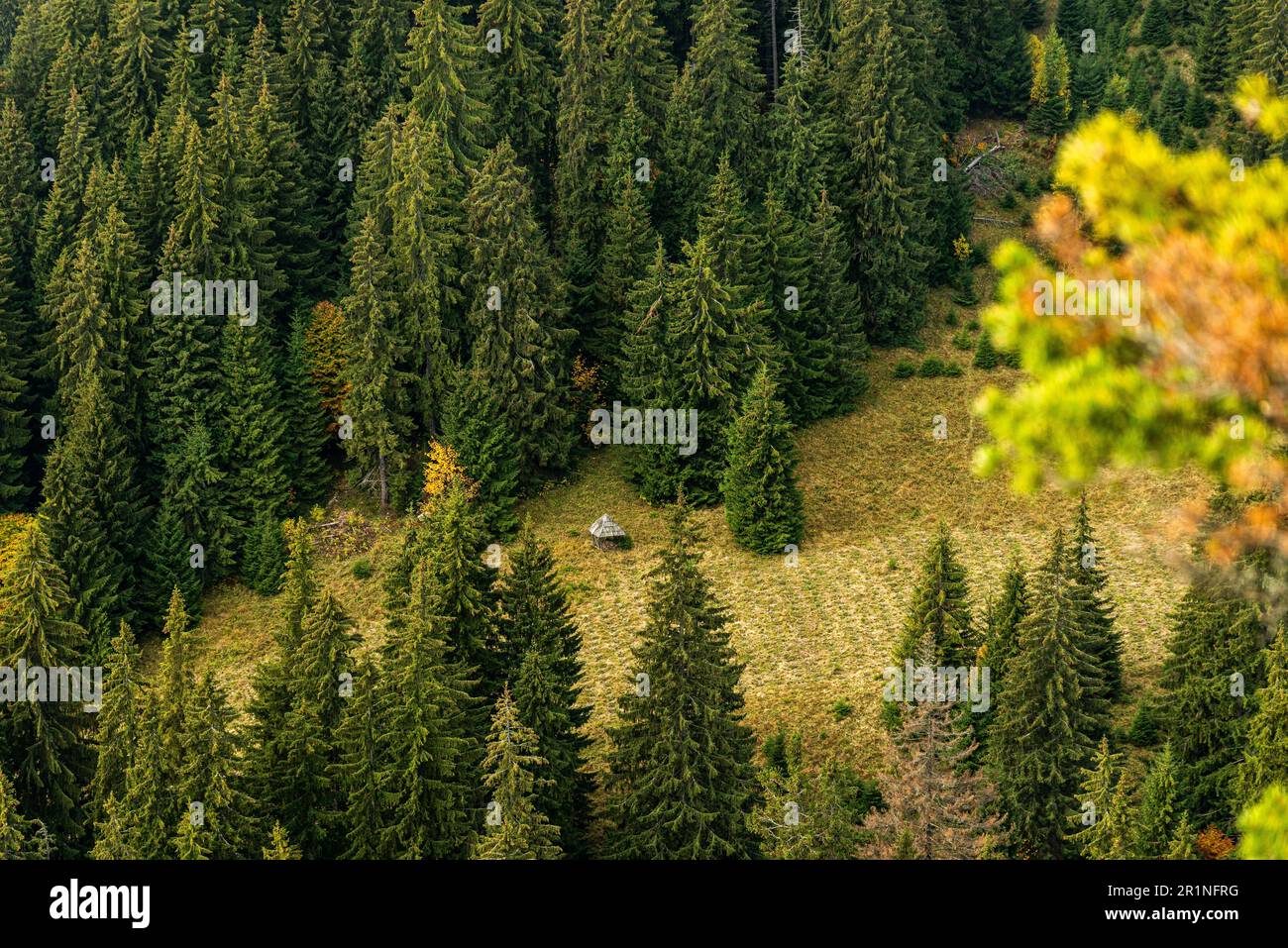 An aerial view of a lush, green forest, populated with tall and slender ...
