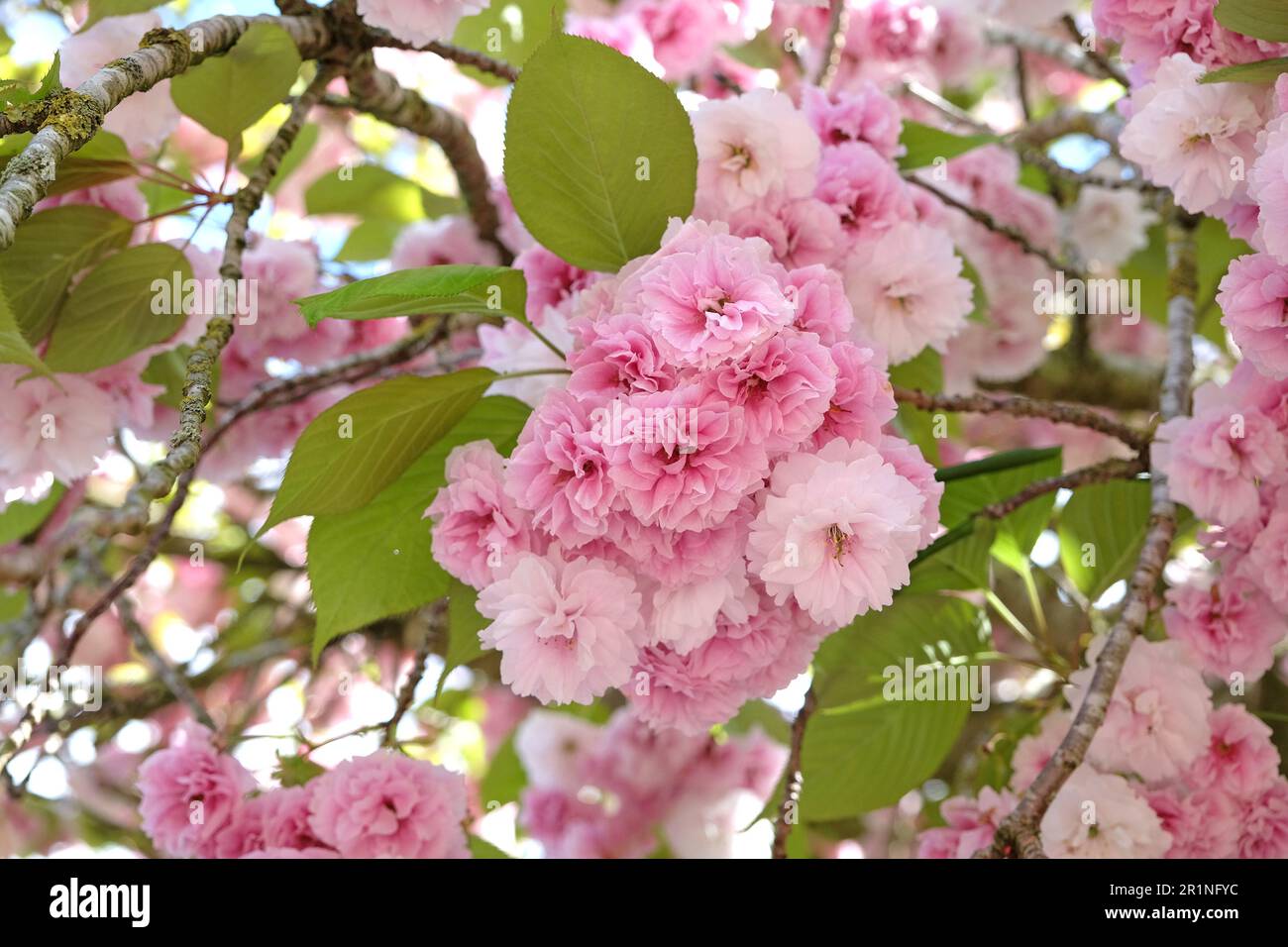 Prunus serrulata cherry blossom 'Fugenzo' in flower Stock Photo - Alamy