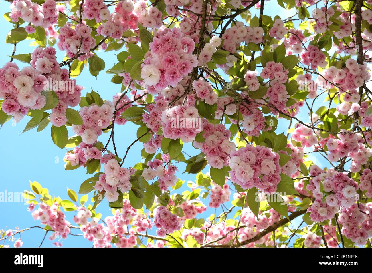 Prunus serrulata cherry blossom 'Fugenzo' in flower Stock Photo - Alamy
