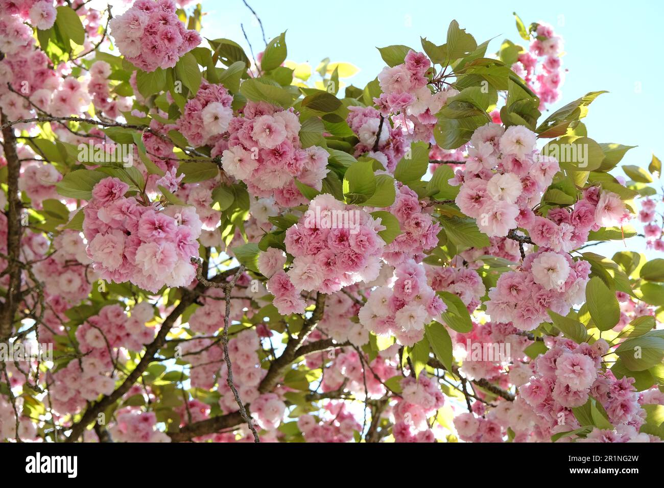 Prunus serrulata cherry blossom 'Fugenzo' in flower Stock Photo - Alamy