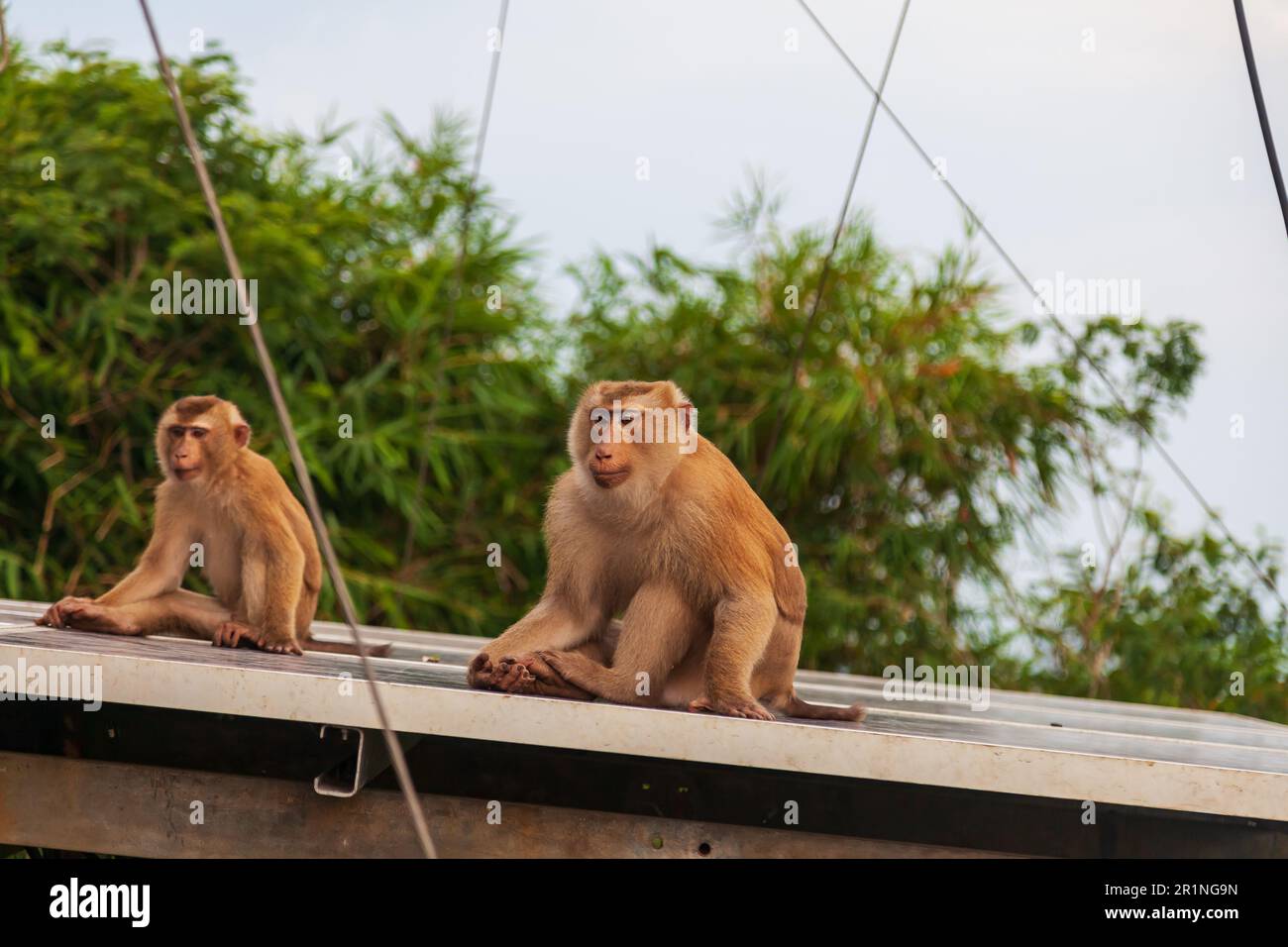 Two chimpanzee monkeys in the forest near the big buddha statue in ...
