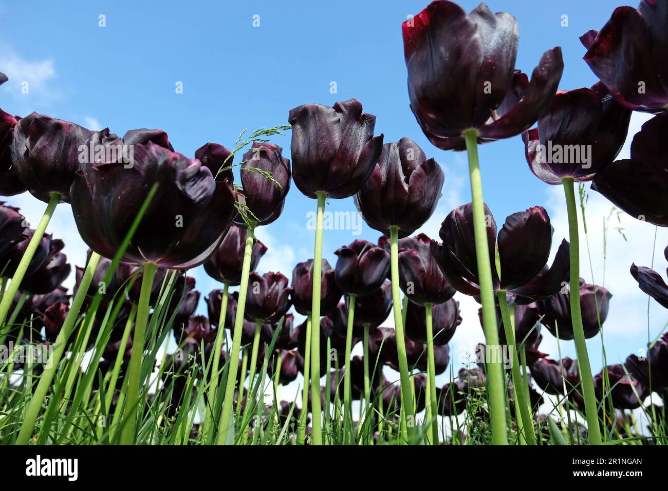 Scherer plant hi-res stock photography and images - Alamy