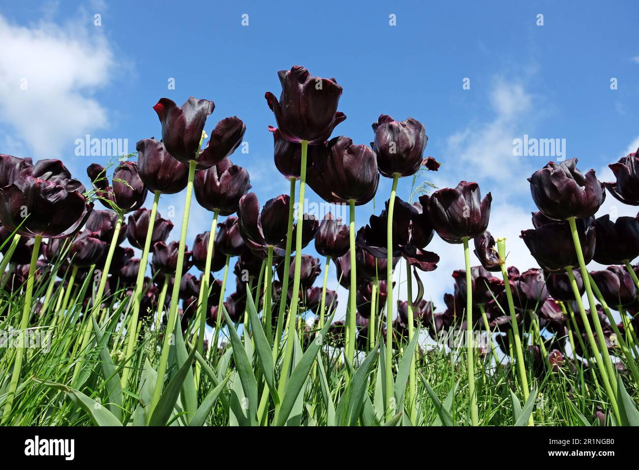 Scherer plant hi-res stock photography and images - Alamy