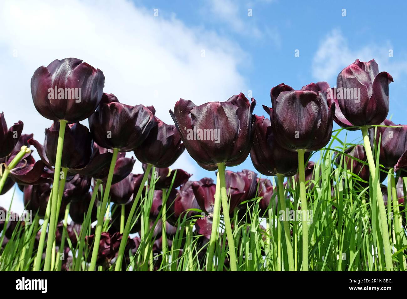 Scherer plant hi-res stock photography and images - Alamy