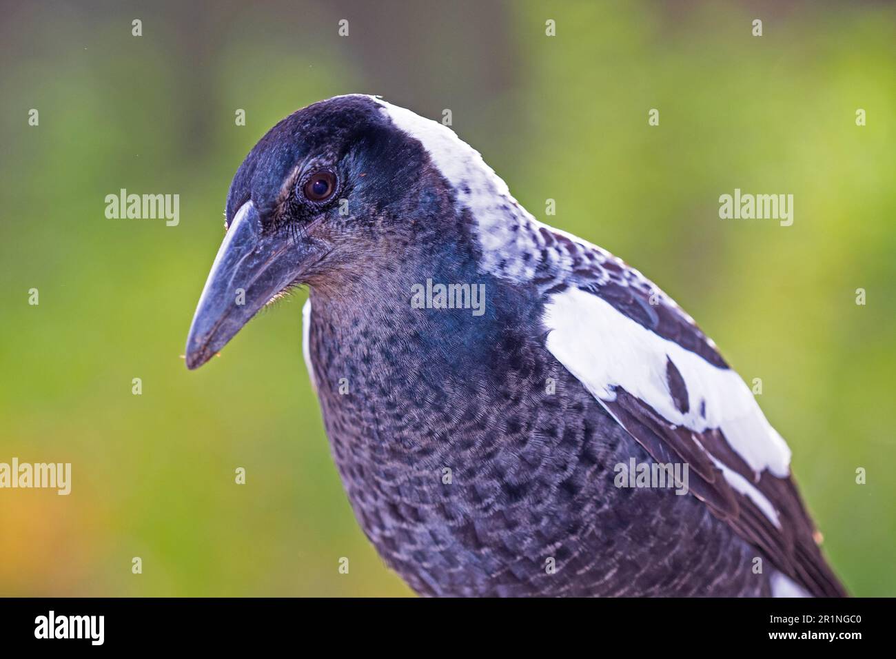 The Australian magpie (Gymnorhina tibicen) is a black and white ...